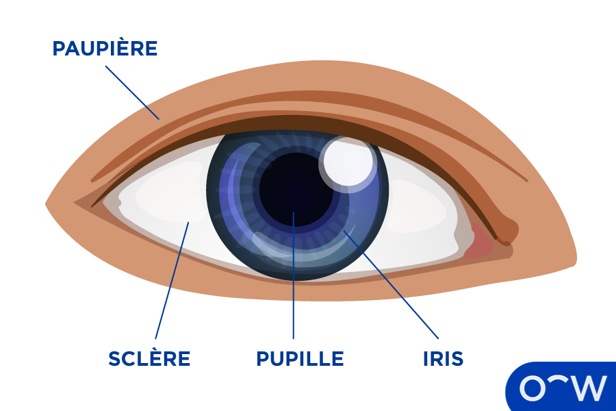 L’œil : définition, mode d’action, anatomie et fonctions