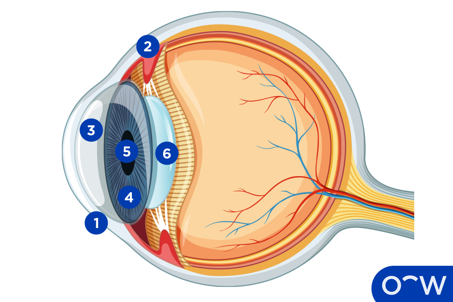 L’œil : définition, mode d’action, anatomie et fonctions