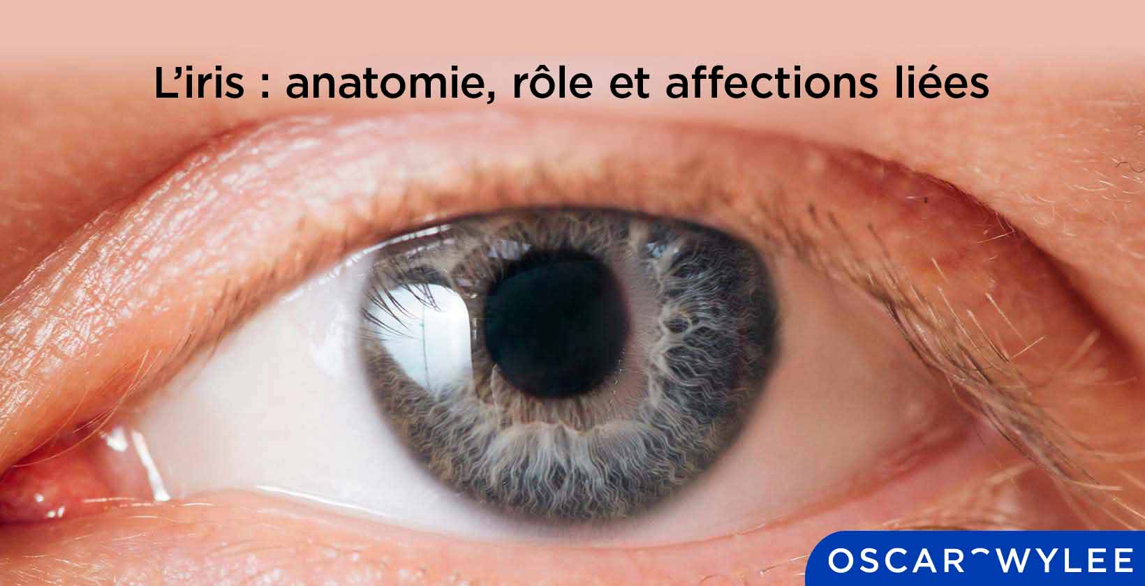 L’iris : anatomie, rôle et affections liées