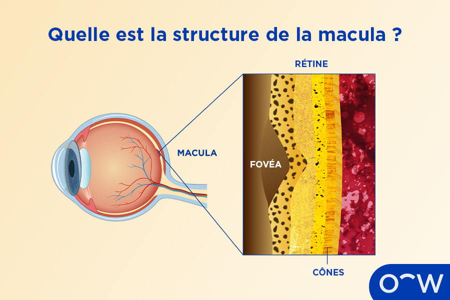 La macula : anatomie, rôle et affections liées à la macula