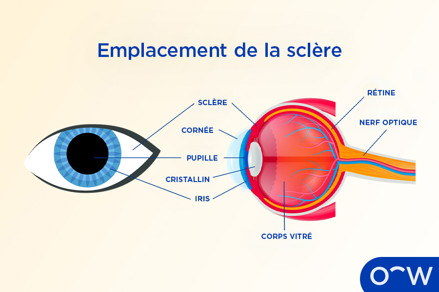 La sclère : anatomie, fonction et problèmes oculaires liés
