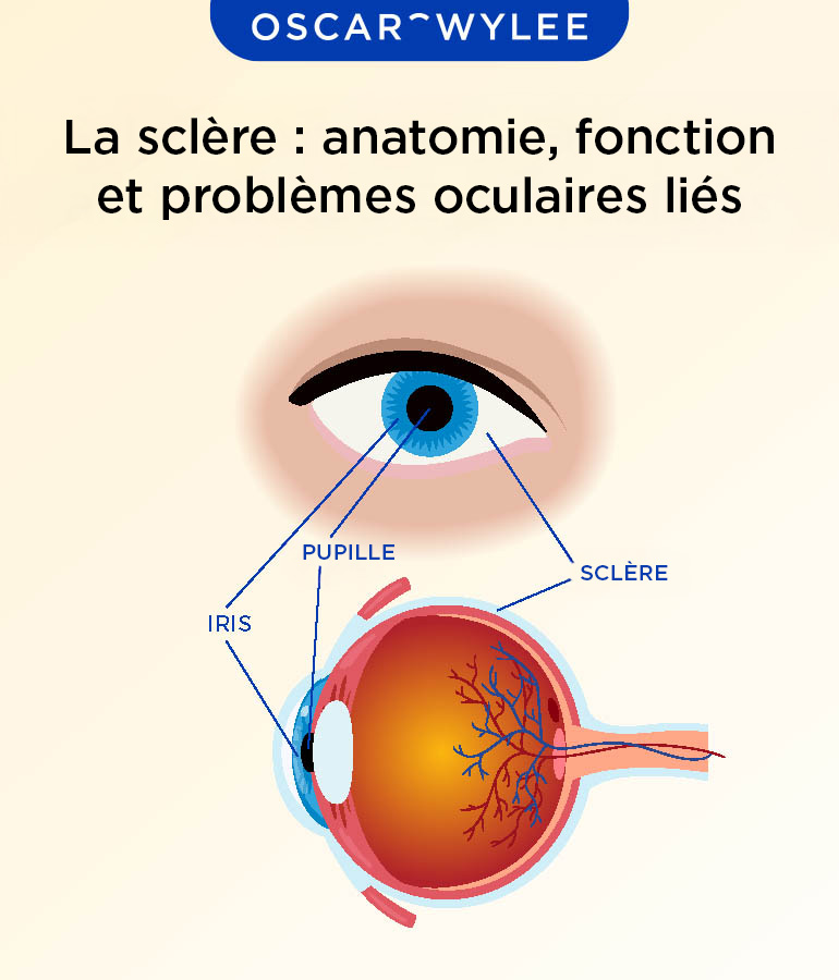 La sclère : anatomie, fonction et problèmes oculaires liés