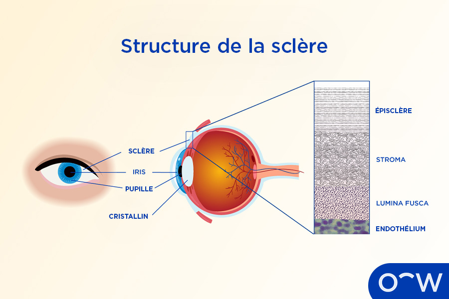 La sclère : anatomie, fonction et problèmes oculaires liés