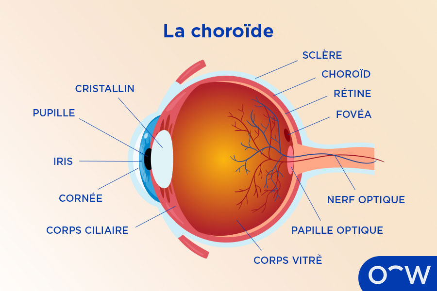La choroïde : anatomie, rôle et maladies oculaires liées