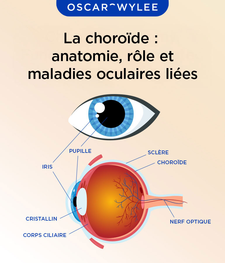 La choroïde : anatomie, rôle et maladies oculaires liées