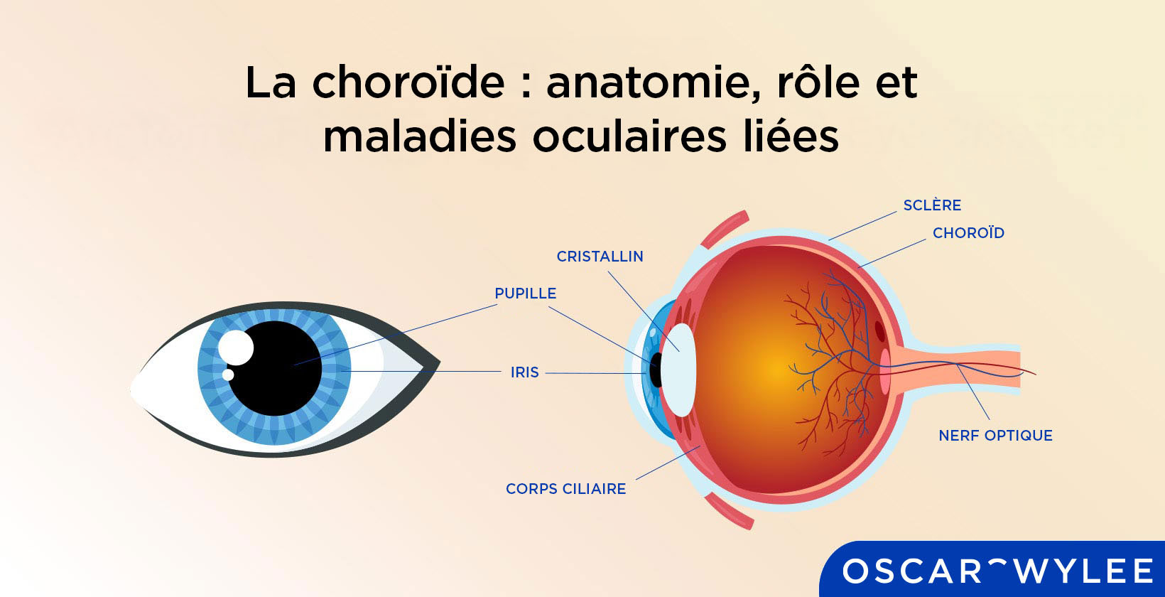 La choroïde : anatomie, rôle et maladies oculaires liées