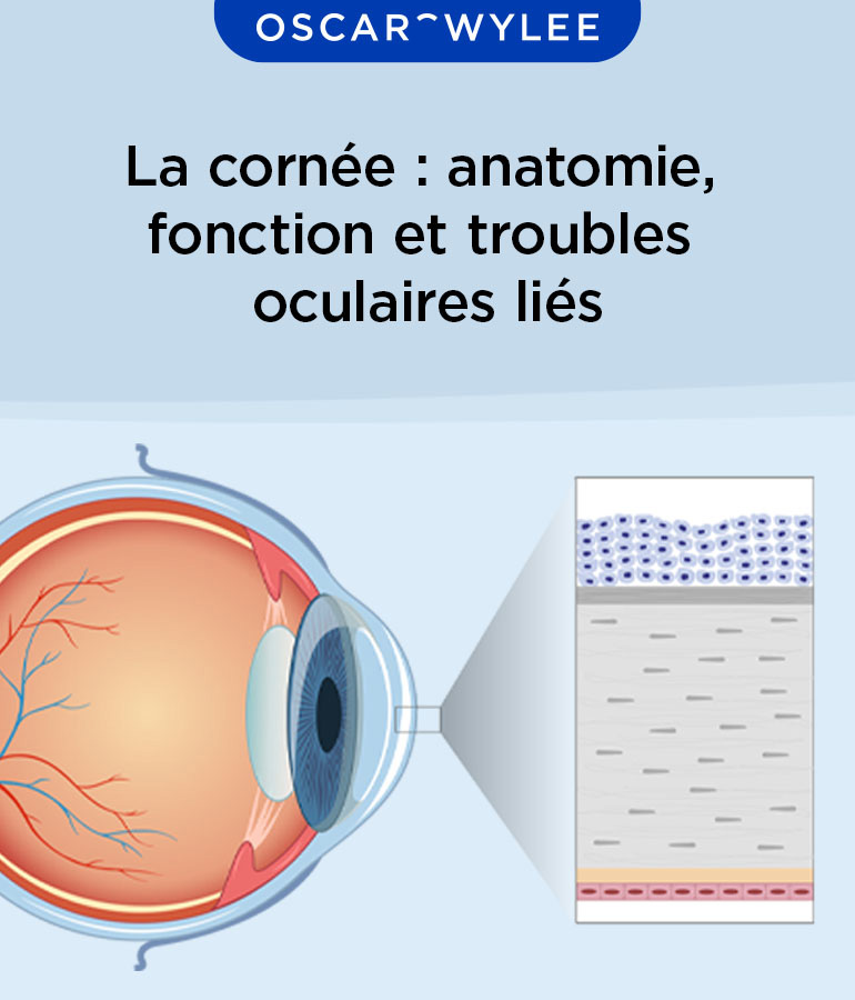La cornée : anatomie, fonction et troubles oculaires liés