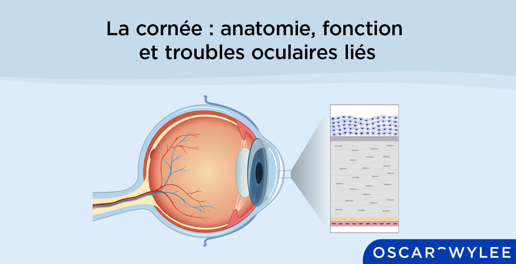 La cornée : anatomie, fonction et troubles oculaires liés