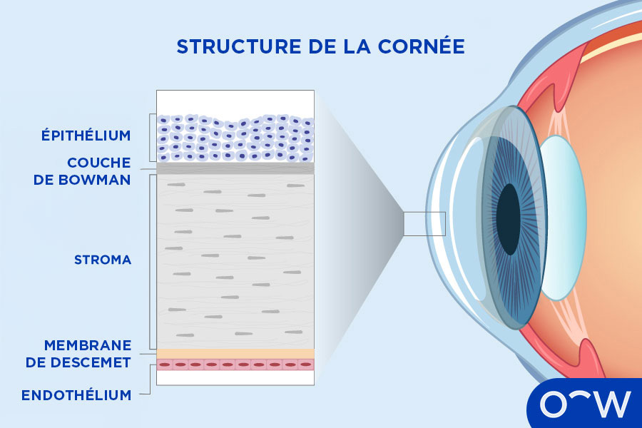 La cornée : anatomie, fonction et troubles oculaires liés