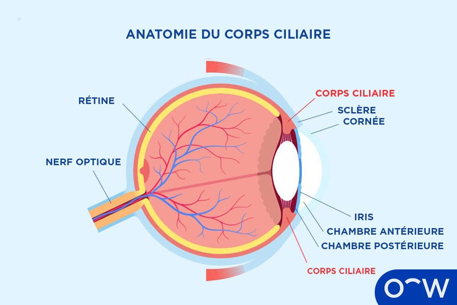 Le corps ciliaire : anatomie, fonction et maladies oculaires liées