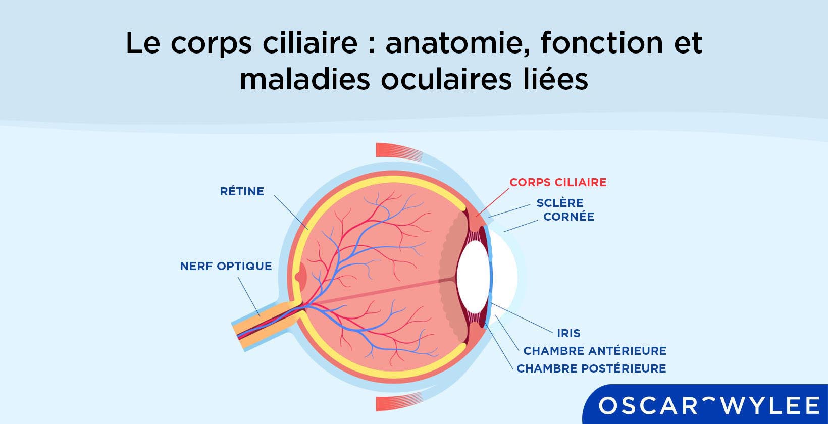 Le corps ciliaire : anatomie, fonction et maladies oculaires liées