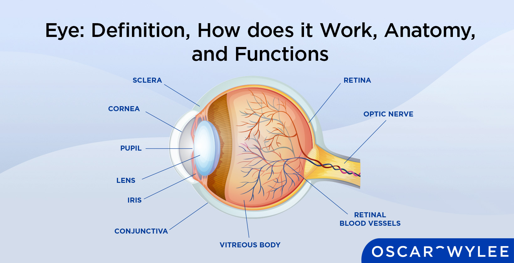 Eye: Definition, How does it Work, Anatomy, and Functions