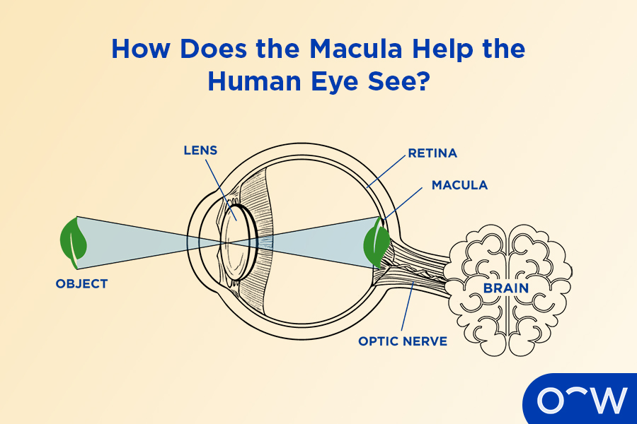 Macula: Anatomy, Function, and Macula-related Conditions