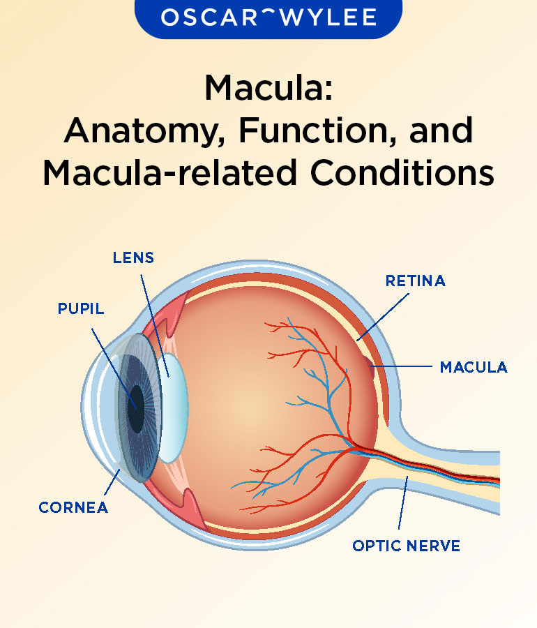 Macula: Anatomy, Function, and Macula-related Conditions