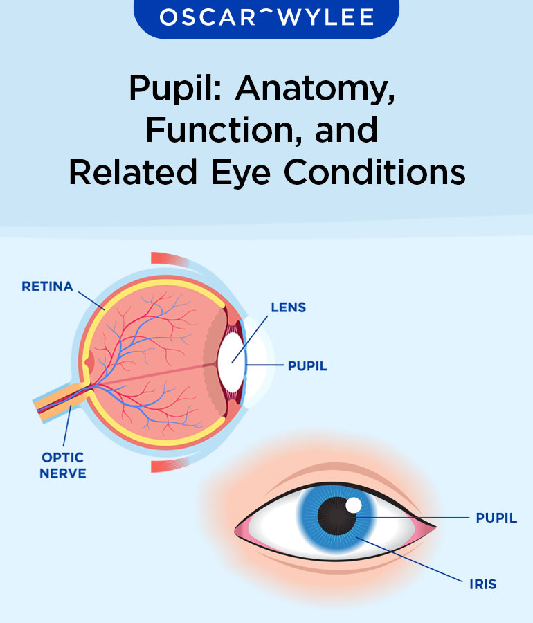 Pupil: Anatomy, Function, and Related Eye Conditions