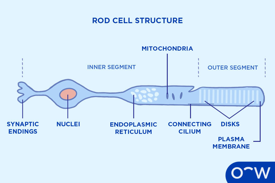 Rod Cells: Anatomy, Function, and Associated Eye Problems