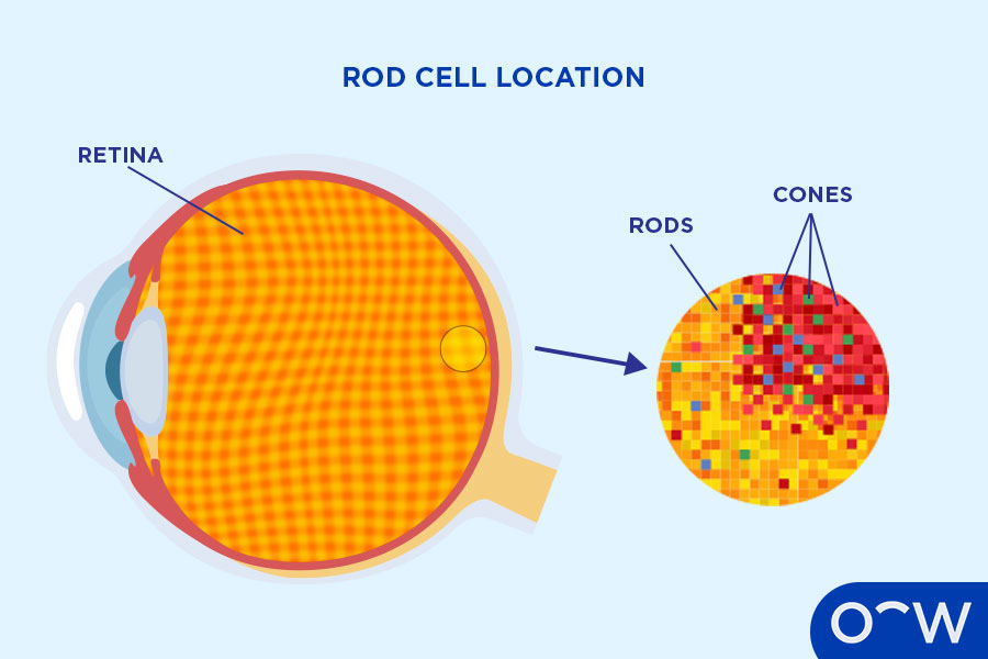 Rod Cells: Anatomy, Function, and Associated Eye Problems