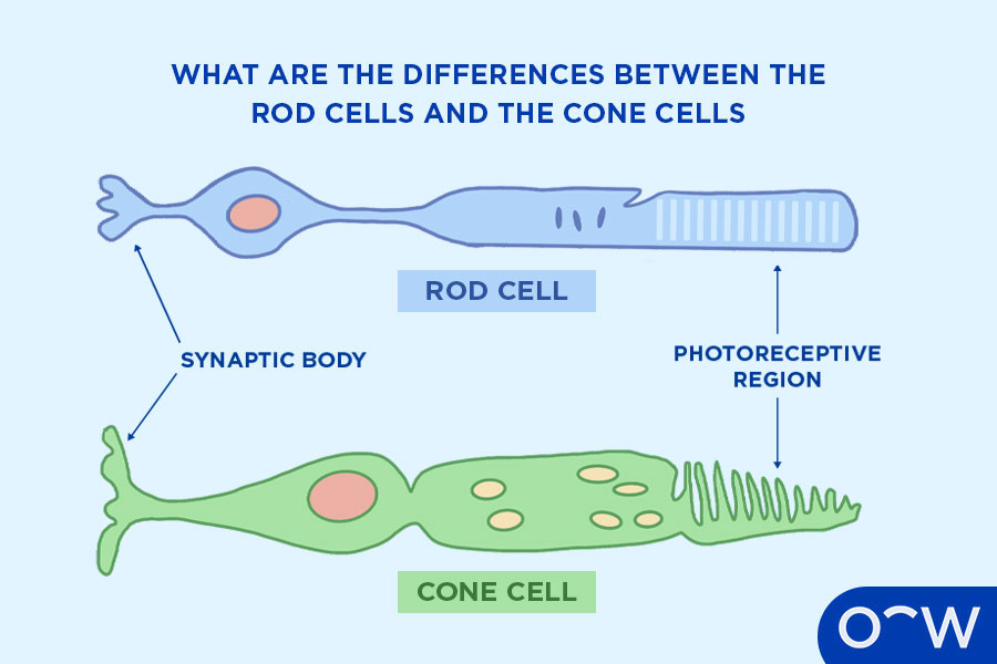 Rod Cells: Anatomy, Function, and Associated Eye Problems