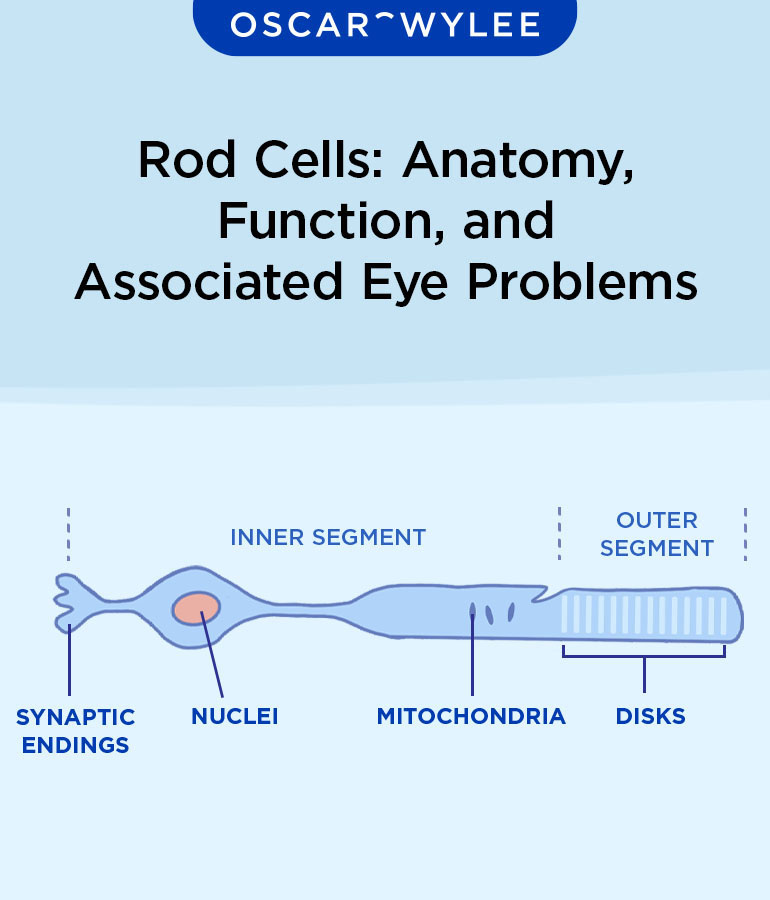 Rod Cells: Anatomy, Function, and Associated Eye Problems