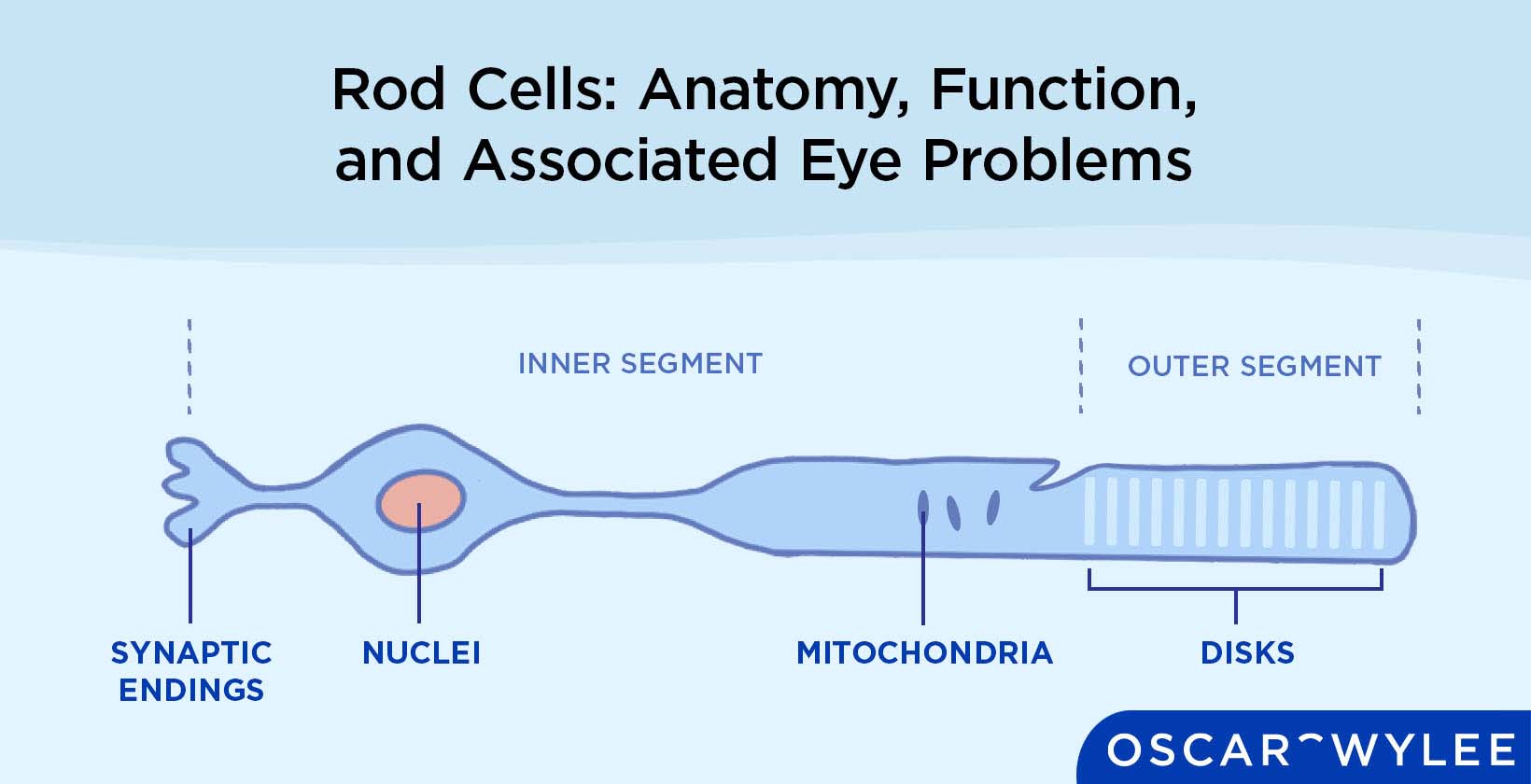 Rod Cells: Anatomy, Function, and Associated Eye Problems