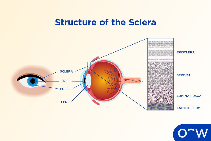 Sclera: Anatomy, Function, and Related Eye Problems