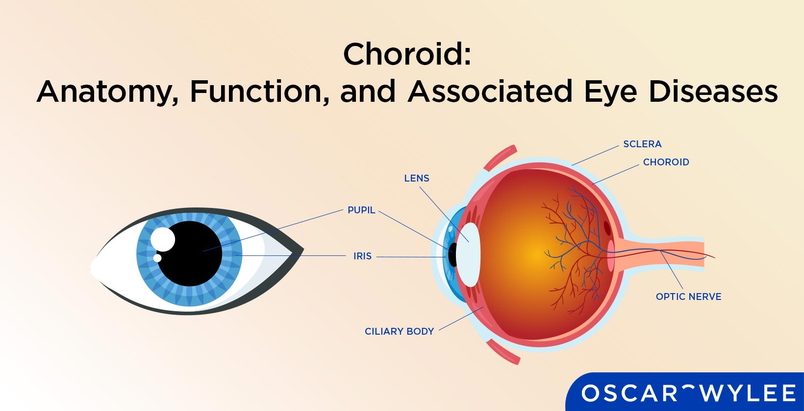 Choroid: Anatomy, Function, and Associated Eye Diseases