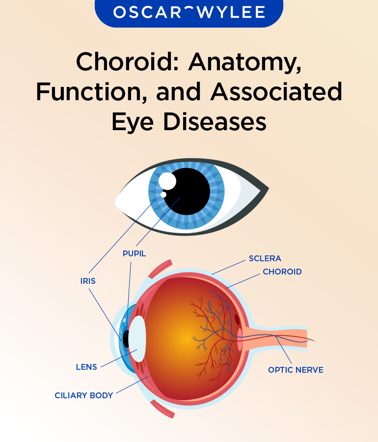 Choroid: Anatomy, Function, and Associated Eye Diseases