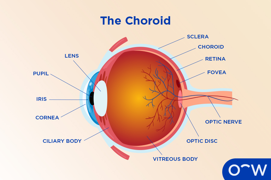 Choroid: Anatomy, Function, and Associated Eye Diseases