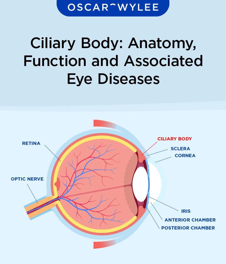 Anatomy Of Ciliary Body Ciliary Body (eye) | Radiology Reference