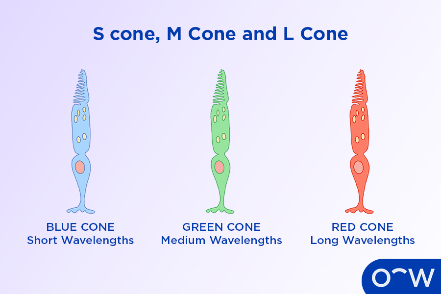Cone Cells: Anatomy, Types, Function, and Associated Eye Problems