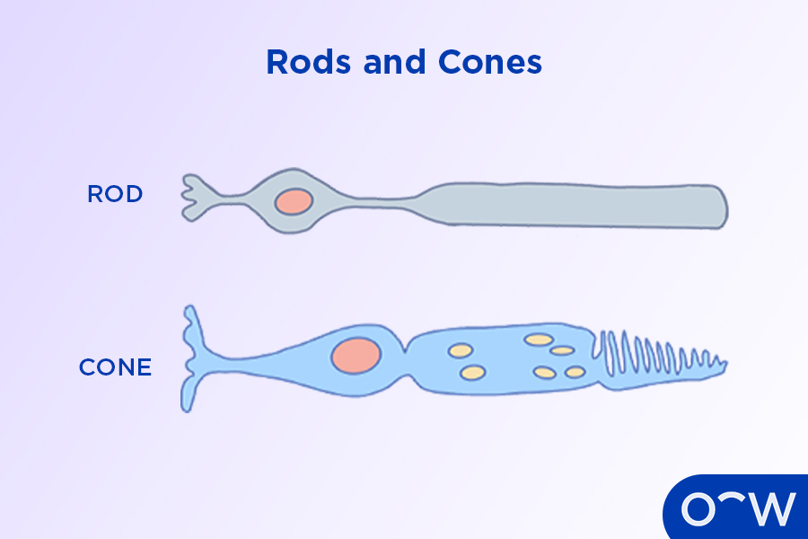 Cone Cells: Anatomy, Types, Function, and Associated Eye Problems