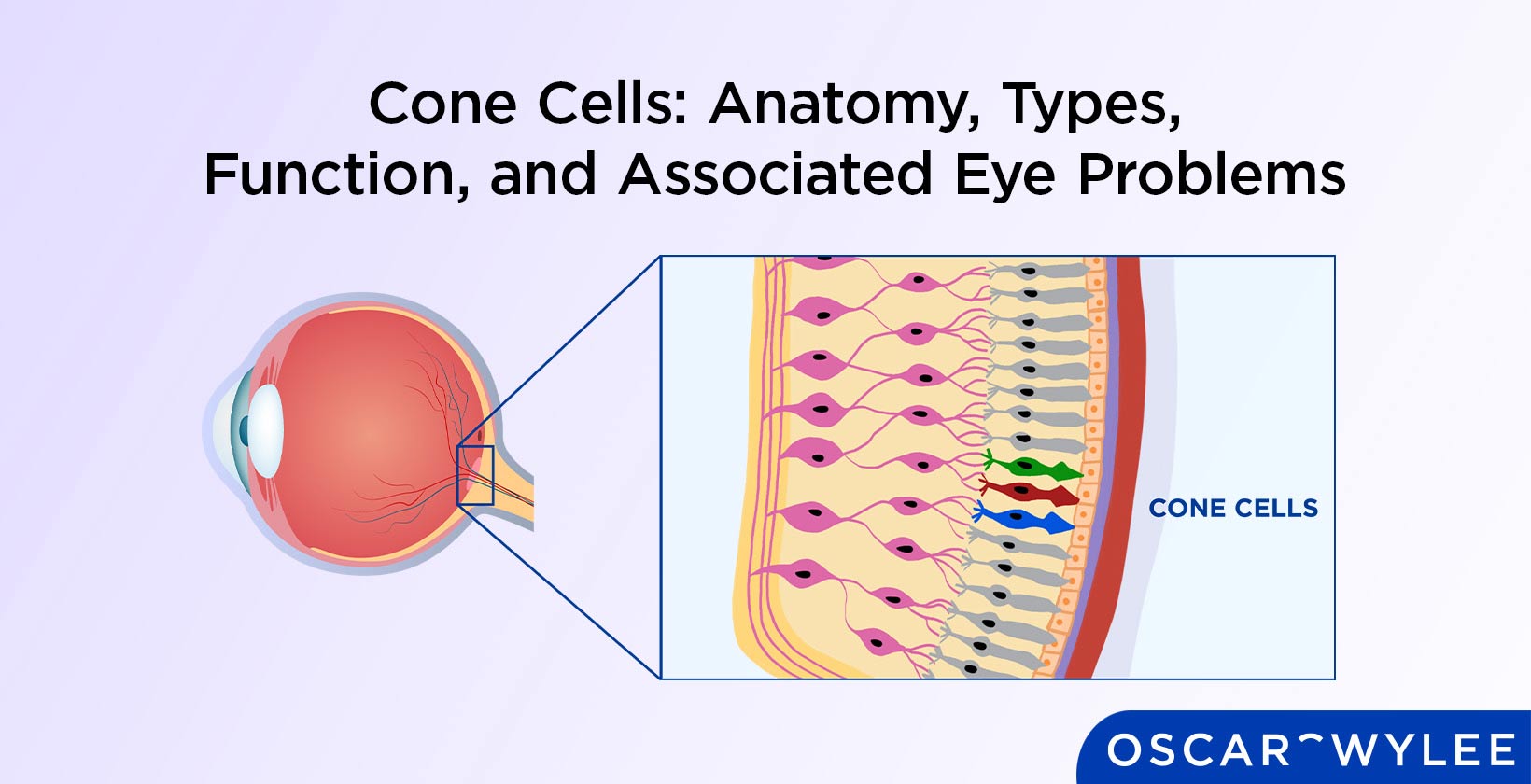 Cone Cells: Anatomy, Types, Function, and Associated Eye Problems