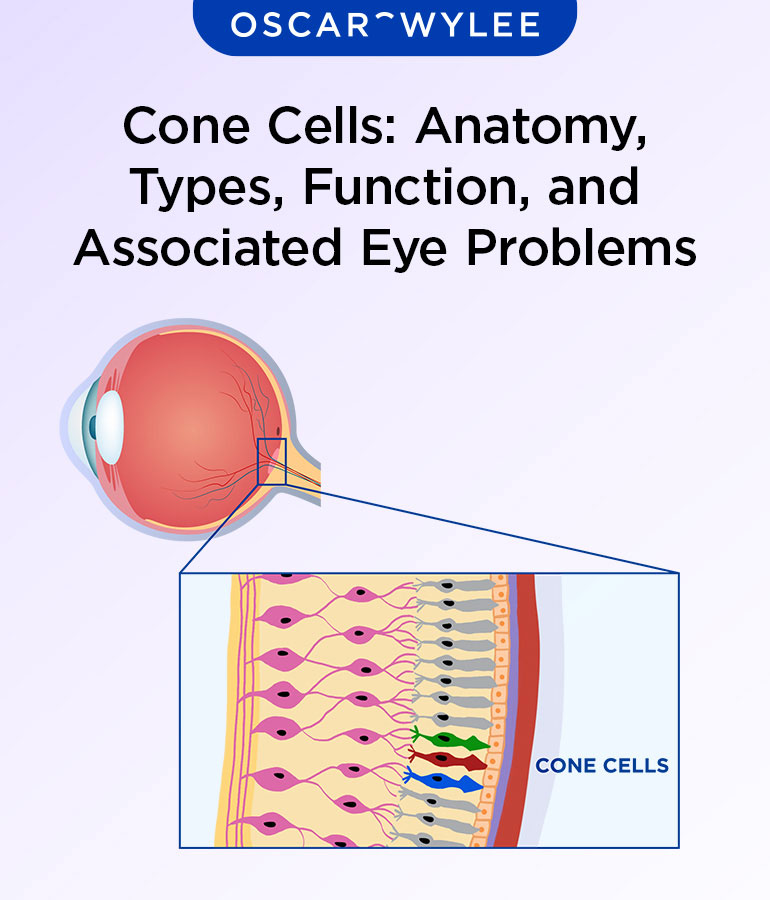 Cone Cells: Anatomy, Types, Function, and Associated Eye Problems