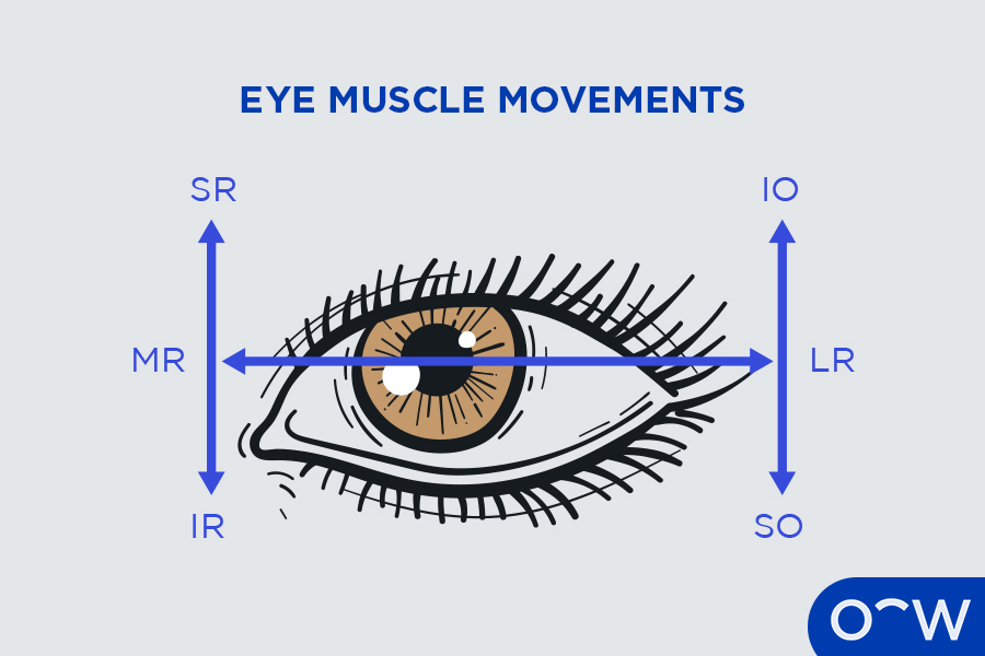 EOM: eye muscle test and How It is Conducted